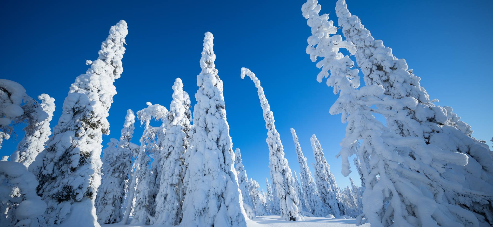 Weekend sneeuwavontuur Arctic Circle in Lapland | Voigt Travel