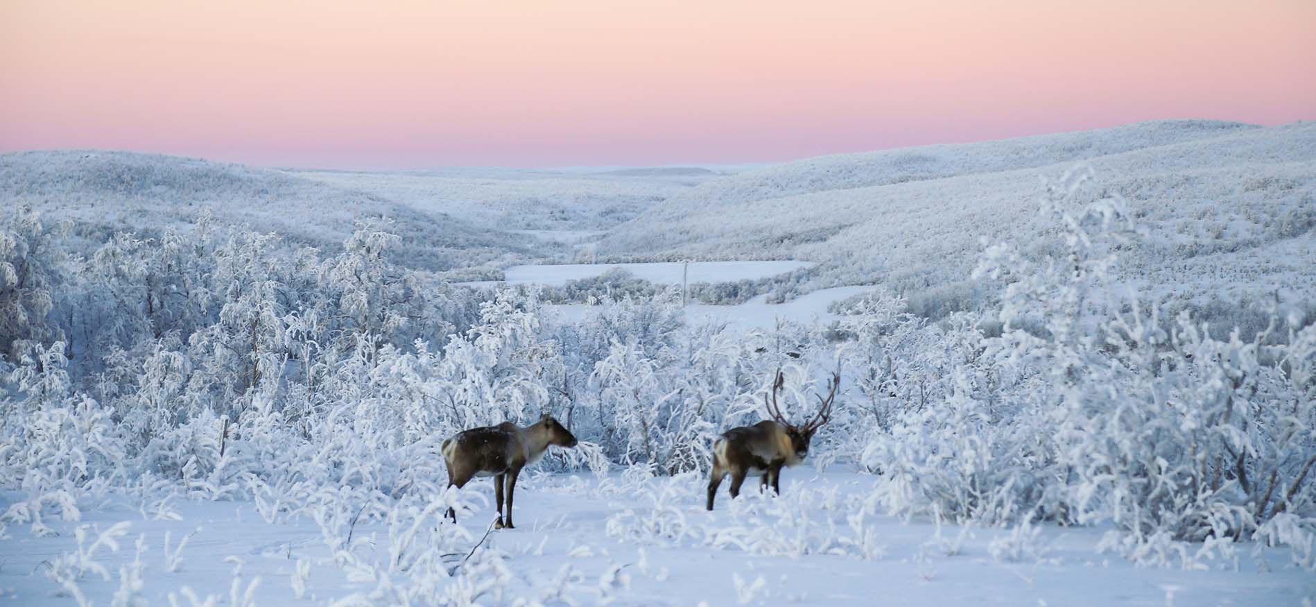 Lapland vakantie vanuit de Nuorgam Lodge | Voigt Travel